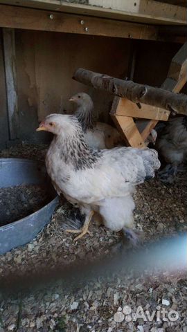 Куры петухи брама