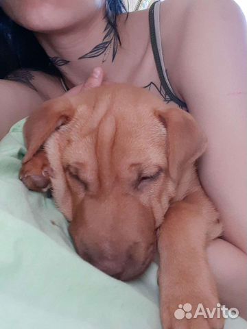 Щенки шарпей