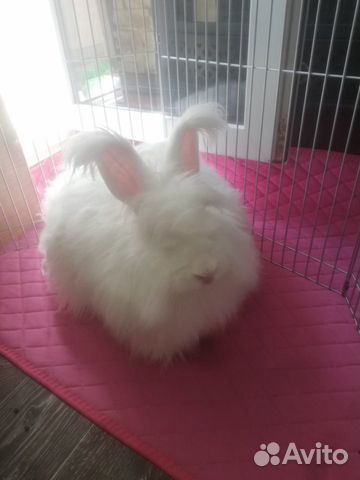 Кролики ангорские продаю