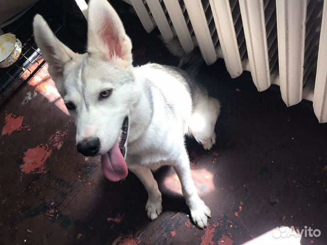 Сибирский хаски