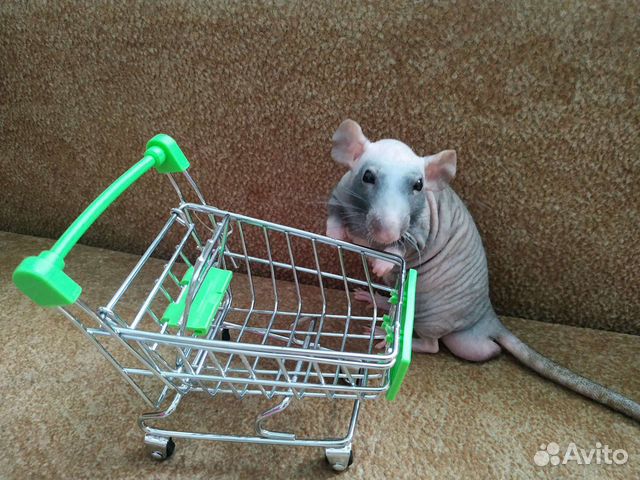 Крыска сфинкс раздевашка