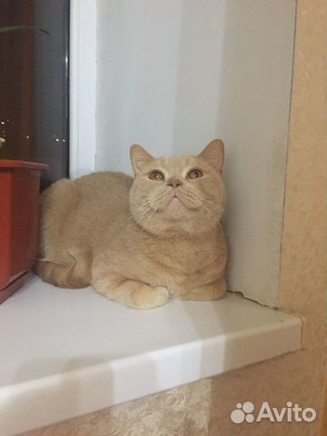 Шотландский кот в добрые руки