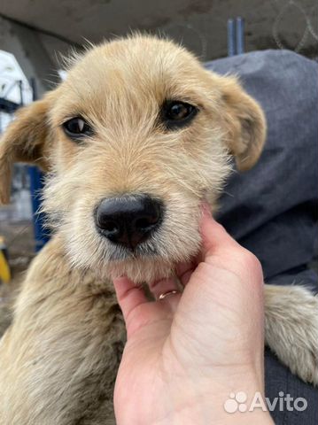 Терьеристая девочка 4 мес ищет хозяина