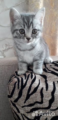 Шотландский котенок