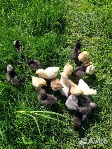 Цыплята двух недельные