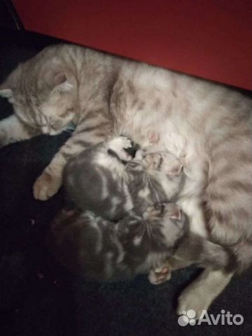 Шотландская вислоухая