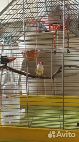 Амадин гульда с клеткой