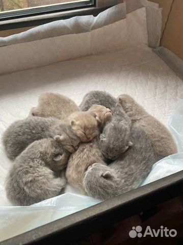 Британские котята