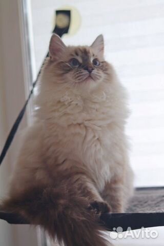 Котята рэгдолл