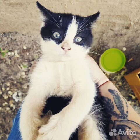 Кошечка, 2 месяца, нужна семья