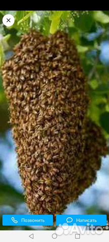 Сниму рой пчел