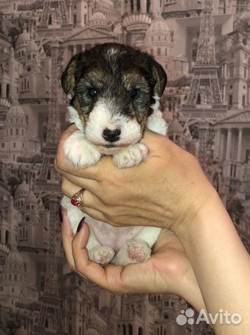 Фокстерьеры красавцы