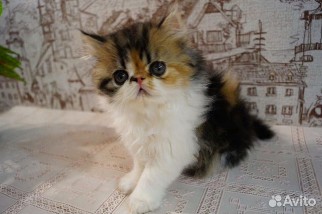 Персидская (экзот)