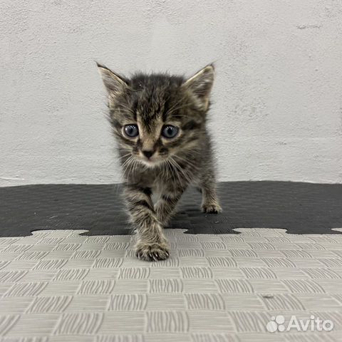 Котята в добрые руки бесплатно