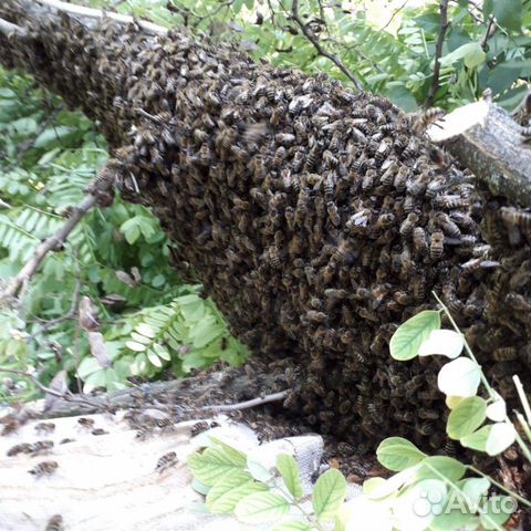 Сниму рой пчел