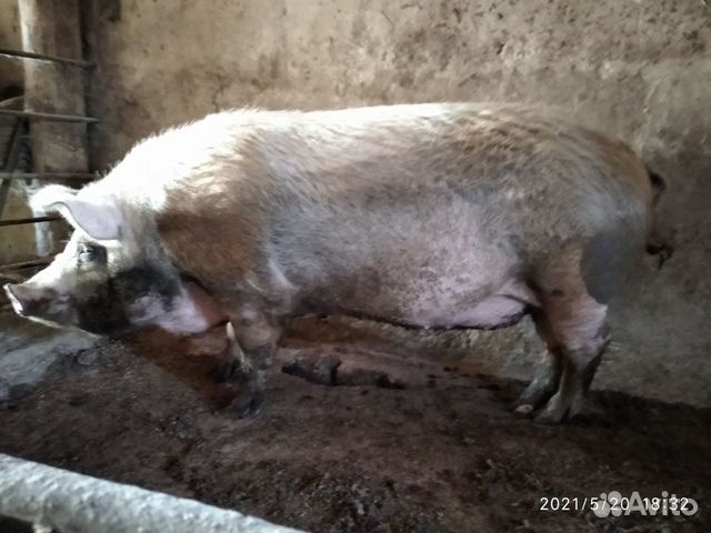 Продам кабанчика