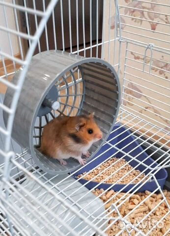 Сирийские хомячки