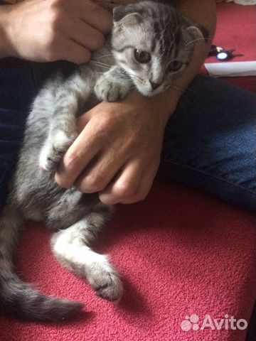 Котик вислоухий(окраса вискаса