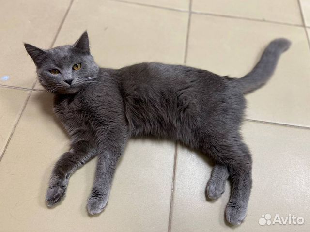 Британский кот Патрик