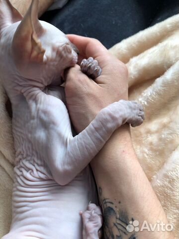 Котята сфинкс бесплатно