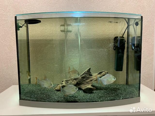 Стильный аквариум 100 литров, всё включено + видео