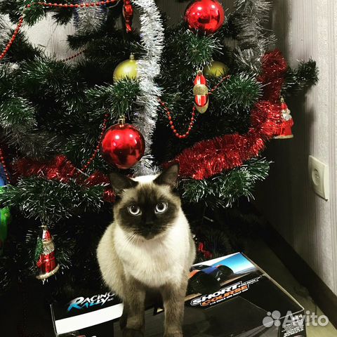 Кошка на Вязку