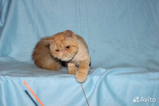 Персидский котик Гарфилд в добрые руки