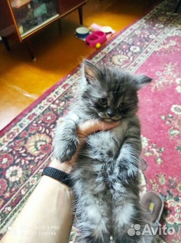 Котенок демон