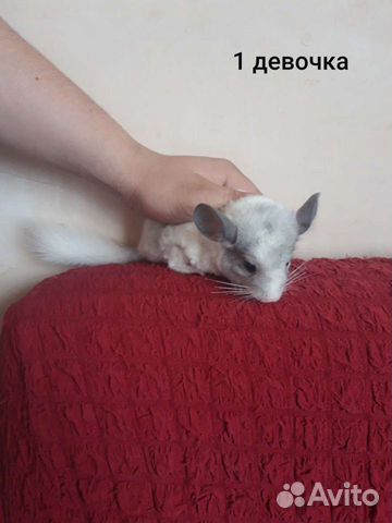 Шиншилла