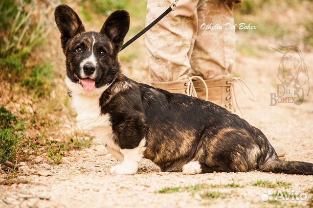 Шикарный щенок вельш корги кардиган