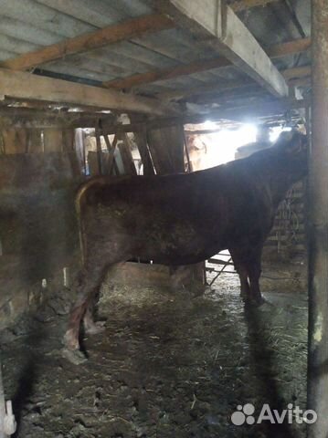 Бычки откормочные