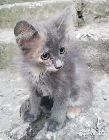 Котята 1,5 месяца