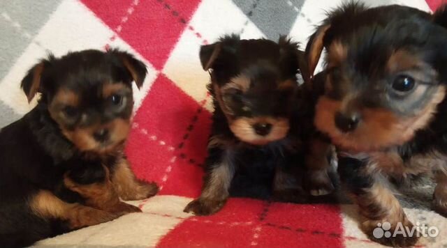 Минийорики