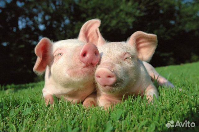 Продажа кабанов