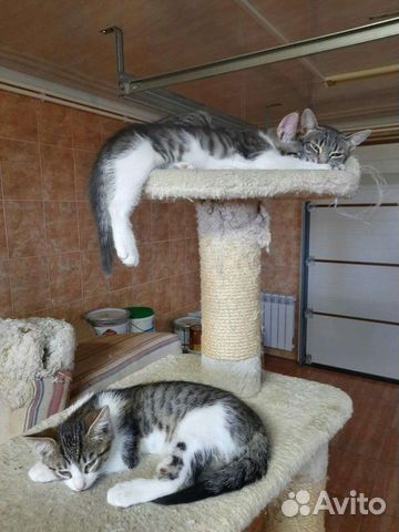 Котята от бирманского кота и уличной кошки