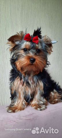 Йоркширский терьер мальчик 4мес