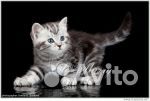 Котята - мраморные шотландские прямоушки