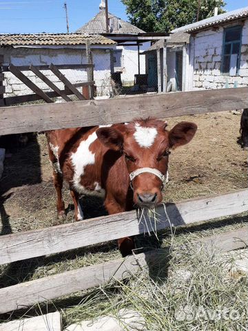 Телочка от крупной удойной коровы