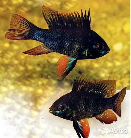 Апистограмма темный рыцарь