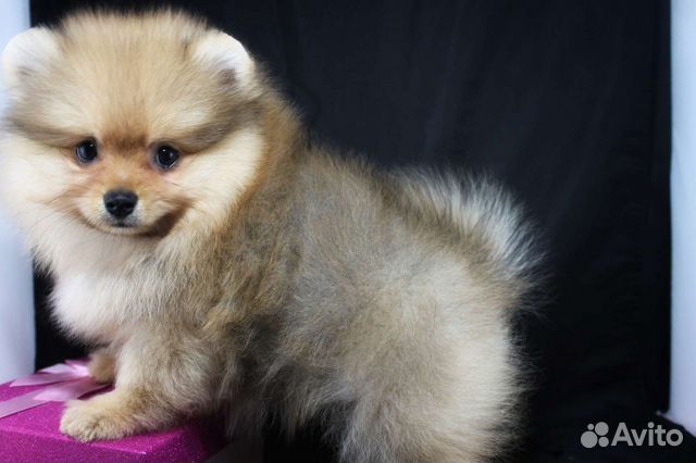 3 мальчика красавчика