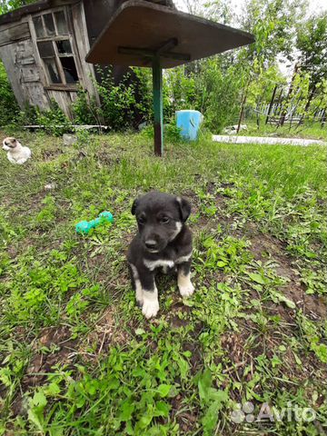 Малыши ищут новую семью