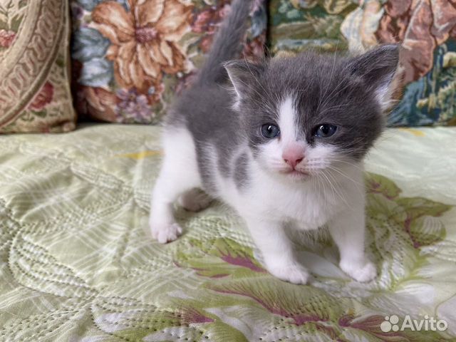 Отдадим котёнка бесплатно)