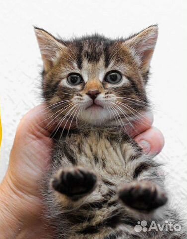 Полосатые тигрята