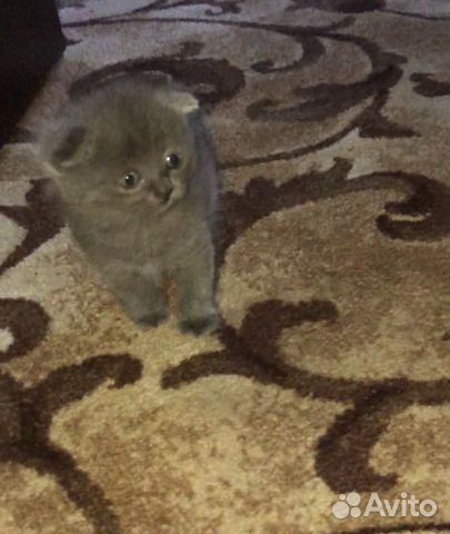 Шотландские котята