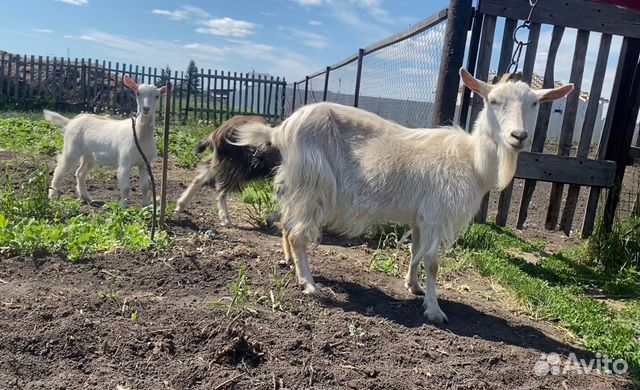 Коза и козлята. Цена указана за всех вместе