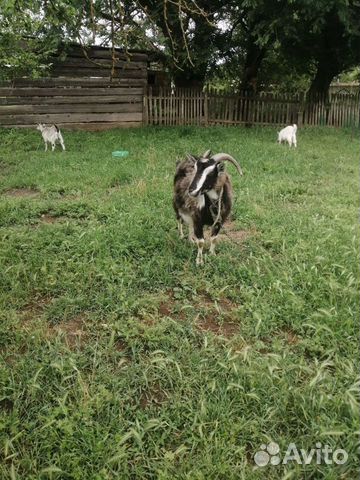 Коза