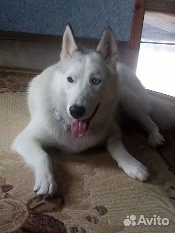 Собака