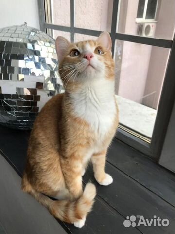 Котик майкл