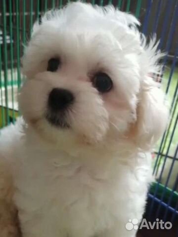 Мальтезочка девочка 2.5 мес