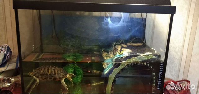 Черепаха с аквариумом бесплатно